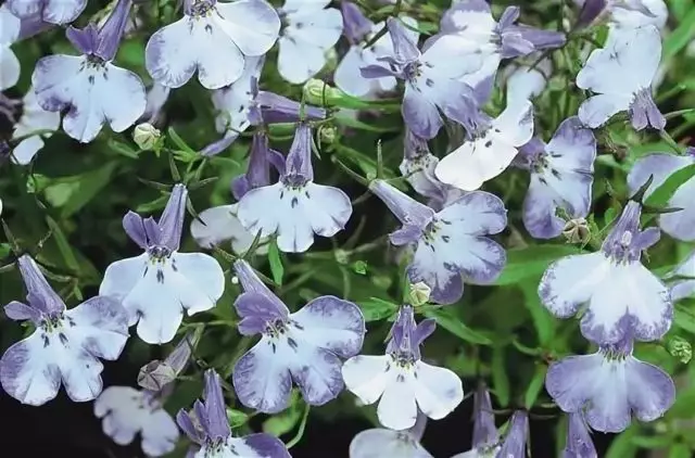 Lobelia Riviera: wowongoka, chitsamba, Rose, Pakati Pakati pa Buluu, Blue Blue, Blue Ice, Lilac, Blue Blue 3717_13