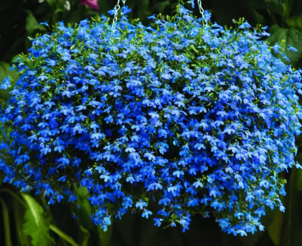 Lobelia Riviera：直立、灌木、玫瑰、午夜蓝、天蓝、冰蓝、丁香、海蓝 3717_2