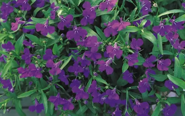 Lobelia Riviera៖ បញ្ឈរ, ព្រៃ, Rose, Midnight Blue, Sky Blue, Blue Ice, Lilac, Marine Blue 3717_3