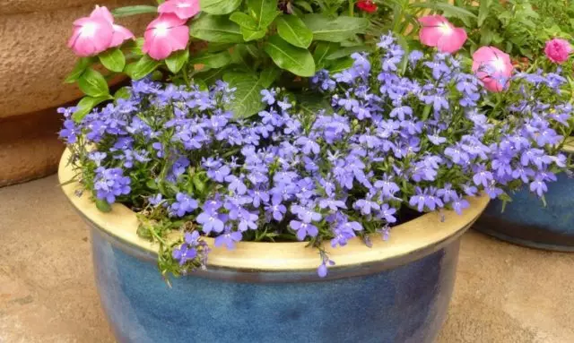 Lobelia Riviera: wowongoka, chitsamba, Rose, Pakati Pakati pa Buluu, Blue Blue, Blue Ice, Lilac, Blue Blue 3717_33