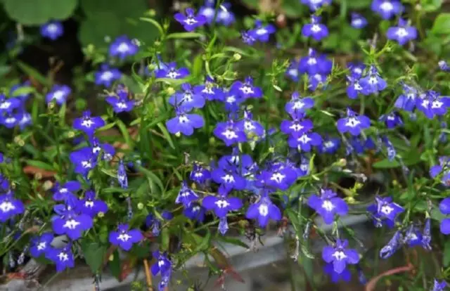 Lobelia Riviera：直立、灌木、玫瑰、午夜蓝、天蓝、冰蓝、丁香、海蓝 3717_5