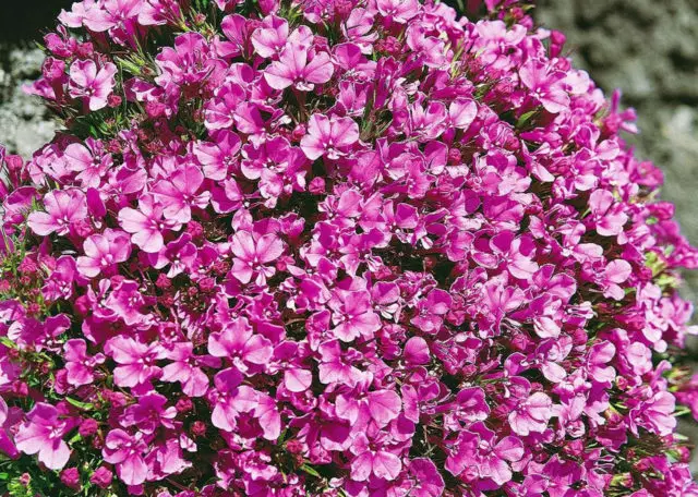 Lobelia Riviera: oprecht, Busch, Rose, Mëtternuecht Blo, Himmel Blo, Blo Äis, Flieder, Marine Blo 3717_7