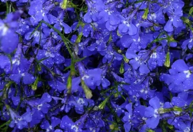 Lobelia Riviera：直立、灌木、玫瑰、午夜蓝、天蓝、冰蓝、丁香、海蓝 3717_8