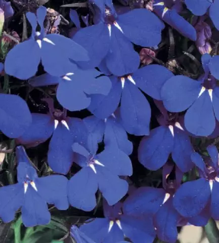 Lobelia Riviera: oprecht, Busch, Rose, Mëtternuecht Blo, Himmel Blo, Blo Äis, Flieder, Marine Blo 3717_9