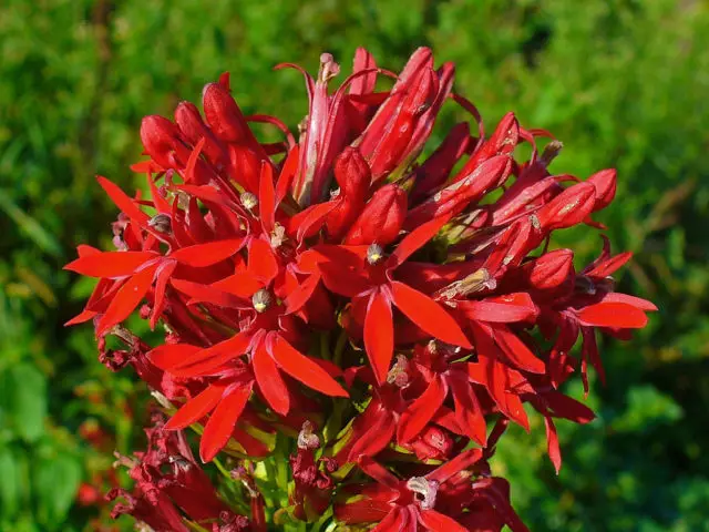 Lobelia purpura (kardinalo): priskribo, foto, filmeto, plantado kaj prizorgado, kultivado 3718_1