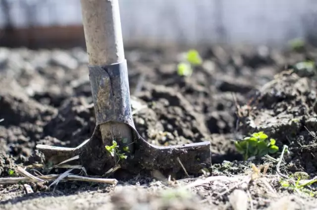 Lobelia viola (cardinale): descrizione, foto, video, semina e cura, coltivazione 3718_10