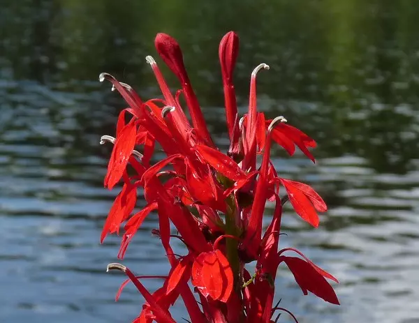 Lobelia purpura (kardinalo): priskribo, foto, filmeto, plantado kaj prizorgado, kultivado 3718_2