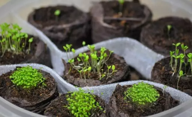 Lobelia: καλλιέργεια από σπόρους, πότε πρέπει να φυτευτούν για σπορόφυτα 3721_11