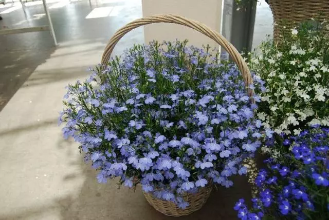 Lobelia: رشد از دانه ، چه زمانی برای کاشت نهال 3721_17