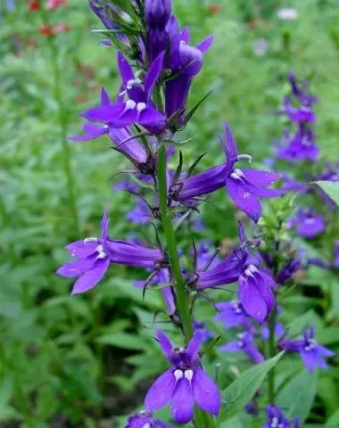 Lobelia: เติบโตจากเมล็ดเมื่อปลูกเพื่อต้นกล้า 3721_24