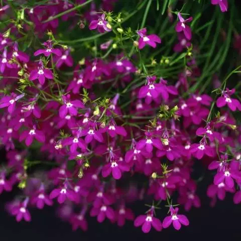 Lobelia: رشد از دانه ، چه زمانی برای کاشت نهال 3721_4