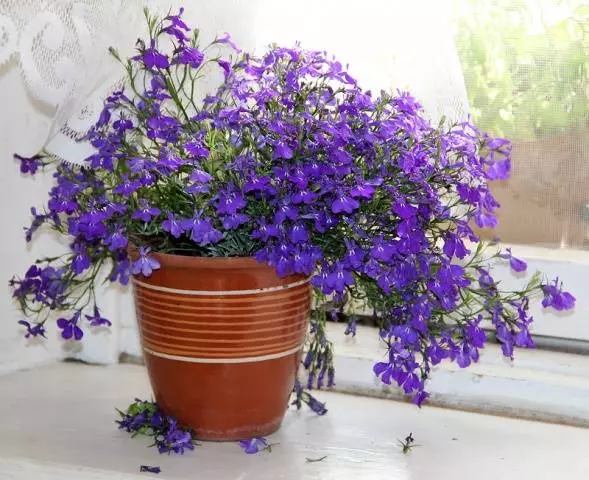 Lobelia: เติบโตจากเมล็ดเมื่อปลูกเพื่อต้นกล้า 3721_5