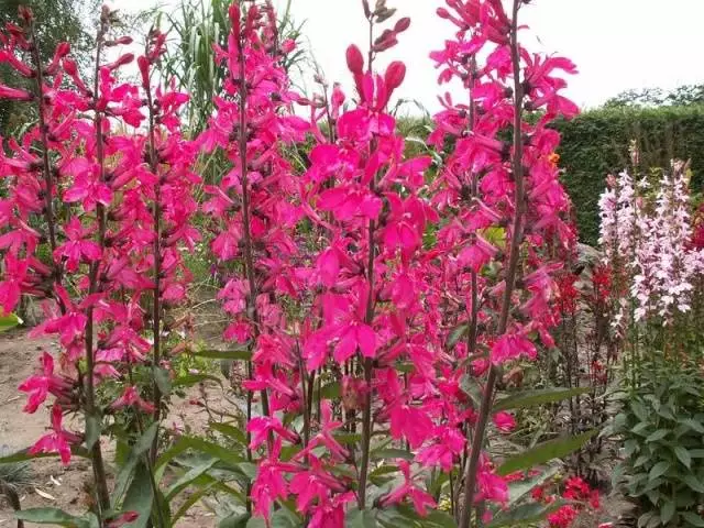 Lobelia: رشد از دانه ، چه زمانی برای کاشت نهال 3721_8