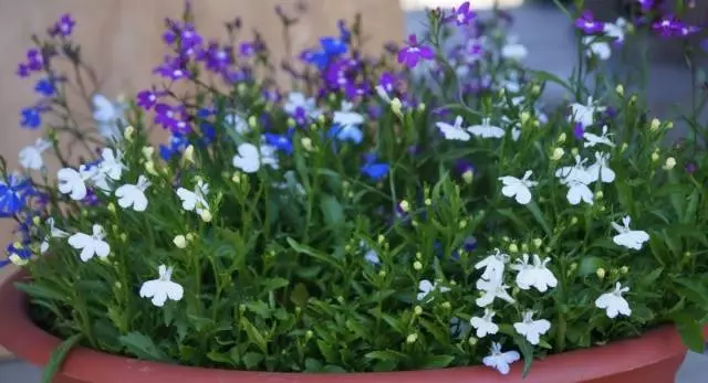 Lobelia: καλλιέργεια από σπόρους, πότε πρέπει να φυτευτούν για σπορόφυτα 3721_9