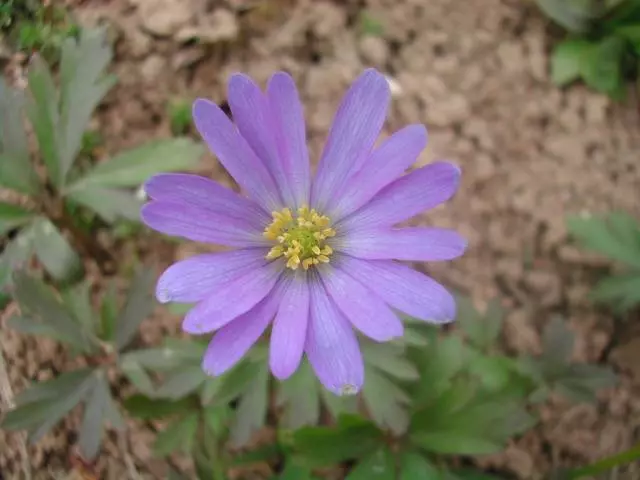 Tuberous anemonen: plantsje en fersoargje 3722_20