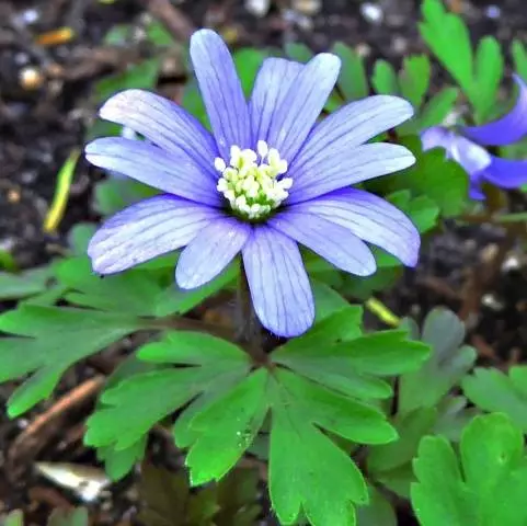 Tuberous anemonen: plantsje en fersoargje 3722_4