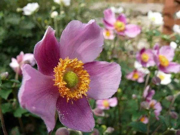 Anemone mgbụsị akwụkwọ: ịkụ na nlekọta 3724_1