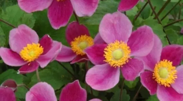 Anemone mgbụsị akwụkwọ: ịkụ na nlekọta 3724_13