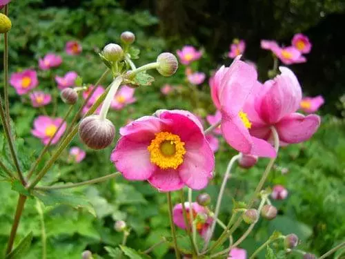 Anemone mgbụsị akwụkwọ: ịkụ na nlekọta 3724_16