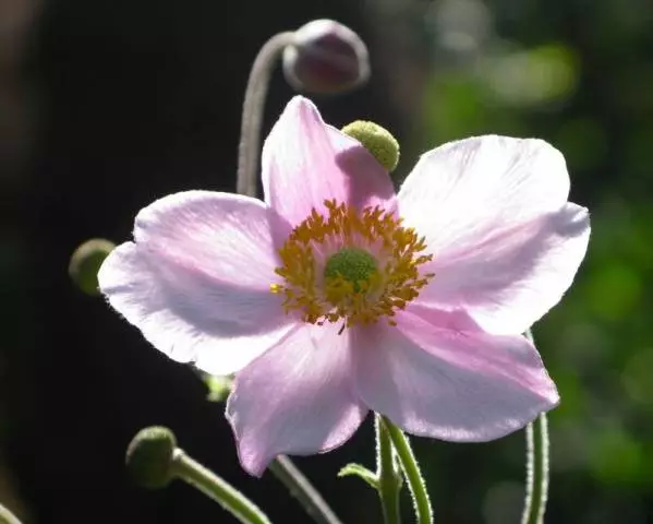 Anemone mgbụsị akwụkwọ: ịkụ na nlekọta 3724_19