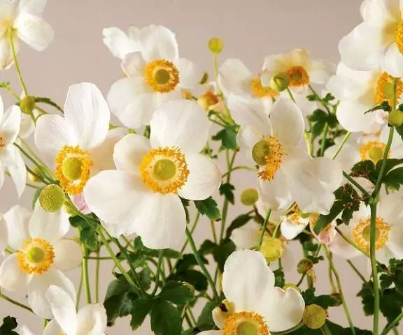 Anemone mgbụsị akwụkwọ: ịkụ na nlekọta 3724_21