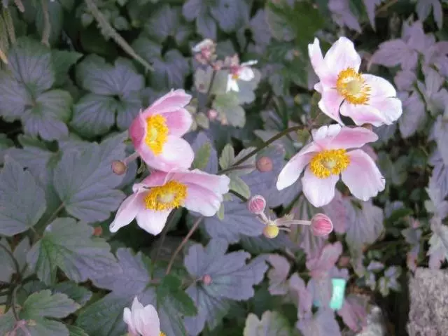 Anemone mgbụsị akwụkwọ: ịkụ na nlekọta 3724_9