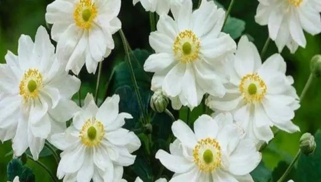 Anemone hybrid 3727_1