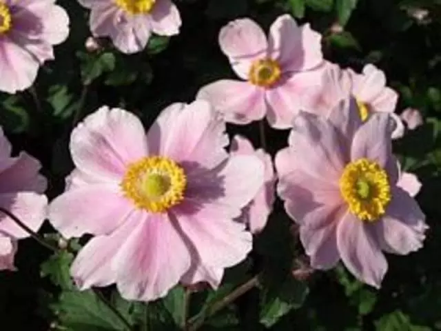 Anemone hybrid 3727_3