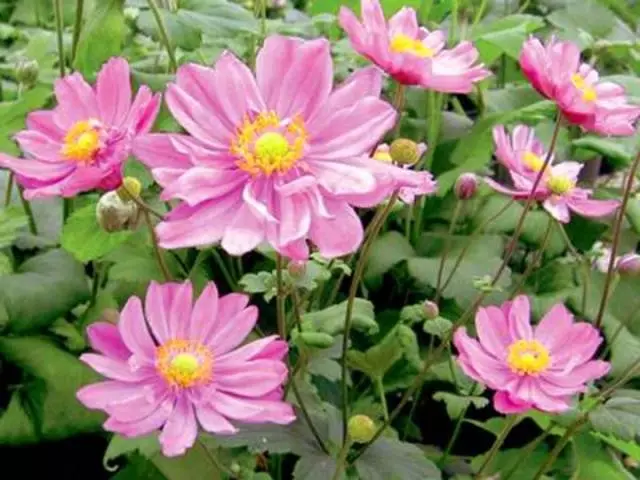 Anemone hybrid 3727_4