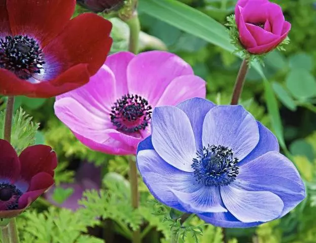 Anemones: loj hlob thiab saib xyuas hauv qhov qhib 3728_1