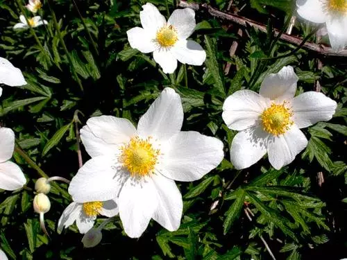 Anemones: loj hlob thiab saib xyuas hauv qhov qhib 3728_11