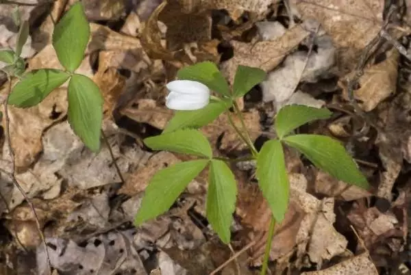 Anemones: loj hlob thiab saib xyuas hauv qhov qhib 3728_12