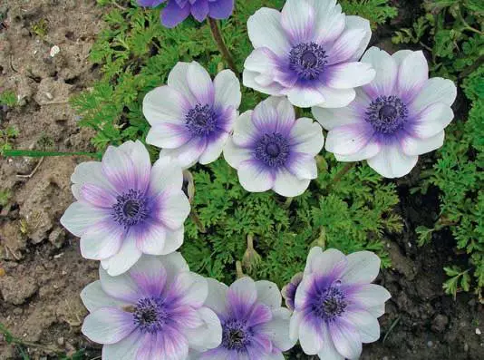 Anemones: loj hlob thiab saib xyuas hauv qhov qhib 3728_18