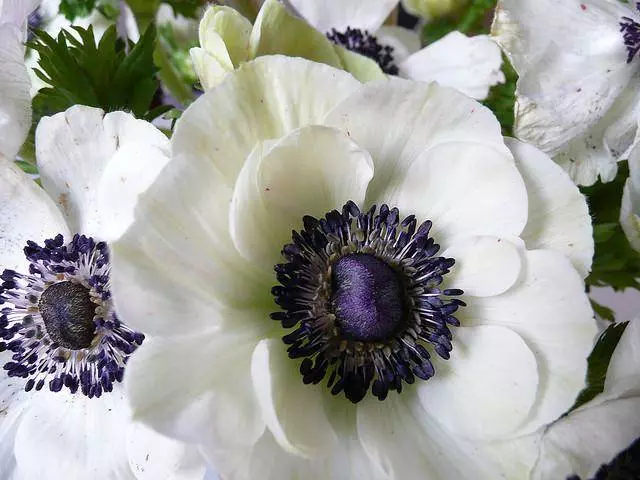 Anemones: kukula ndi kusamalira kutchire 3728_3