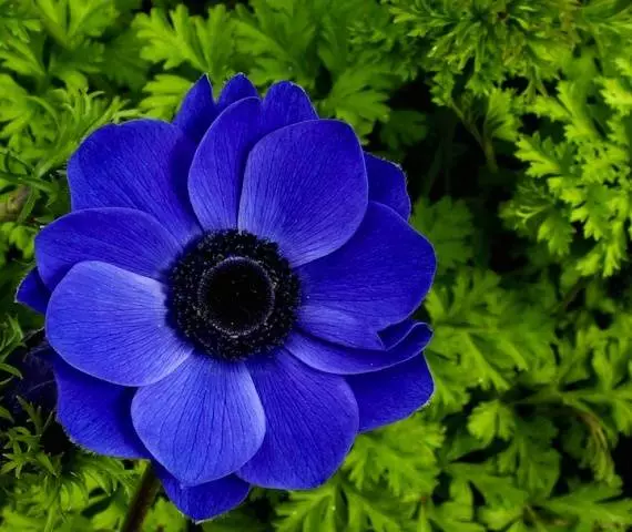 Anemones: kukula ndi kusamalira kutchire 3728_4