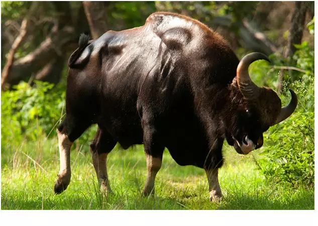 Bull Gaur: deskribapena, banaketa, bizimodua 3739_1