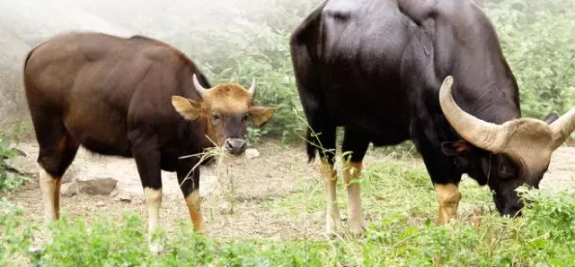 Bull Gaur: açıklama, dağıtım, yaşam tarzı 3739_2