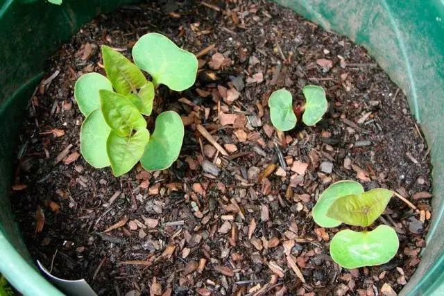 Mirabilis: groeien uit zaad, wanneer te planten voor zaailingen 3747_10