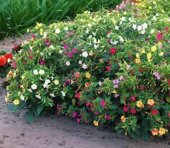 Mirabilis: groeien uit zaad, wanneer te planten voor zaailingen 3747_12