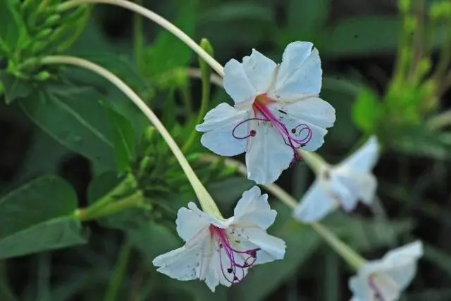 Mirabilis: groeien uit zaad, wanneer te planten voor zaailingen 3747_14