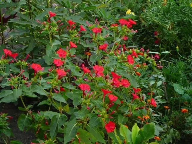 মিরাবিলিস: বীজ থেকে বেড়ে উঠছে, কখন চারা রোপণ করতে হবে 3747_2