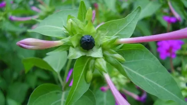 Mirabilis: groeien uit zaad, wanneer te planten voor zaailingen 3747_4