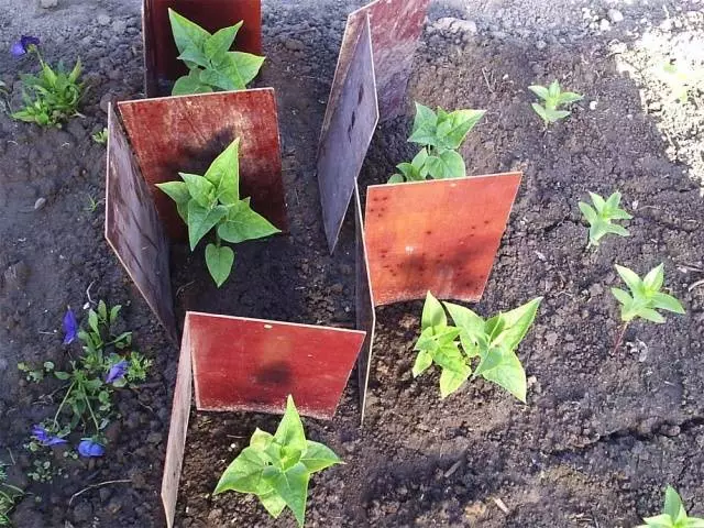 Mirabilis: groeien uit zaad, wanneer te planten voor zaailingen 3747_8