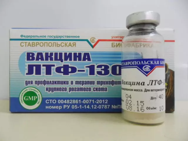 Trichophytosis në bagëti: simptoma, trajtimi i likenit në shtëpi 3753_6