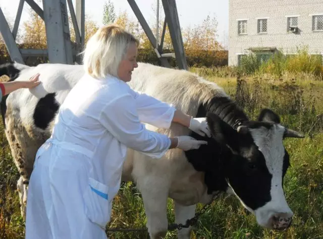 Sığırlarda çiçek hastalığı: fotoğraflar, belirtiler, tedavi, insanlara bulaşıyor mu? 3755_2