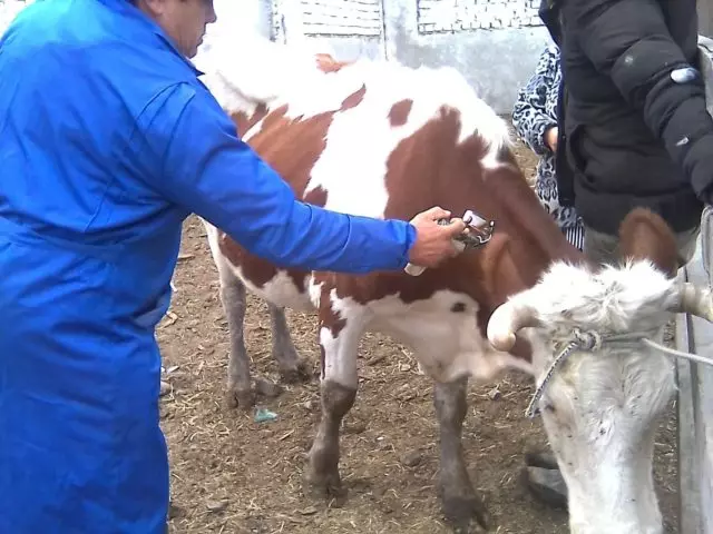 Терлекләрдә туберкулез: туберкулез, симптомнар, дәвалау, профилактика 3756_3