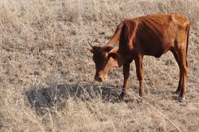 Isifo sephepha kwiinkomo: isifo sephepha, iimpawu, unyango, ukuthintela 3756_4