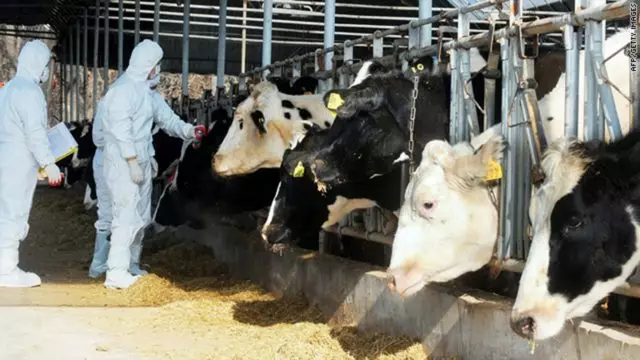 Tuberkulosis pada lembu: batuk kering, gejala, rawatan, pencegahan 3756_9