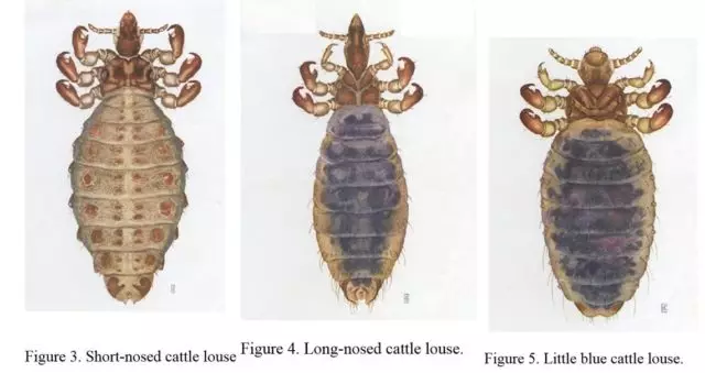 牛的梅毒病：感染、治疗、预防的症状和体征 3757_4