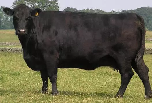 Angus bull (Aberdeen-Angus animal): بيان ، خاصيتون 3758_1